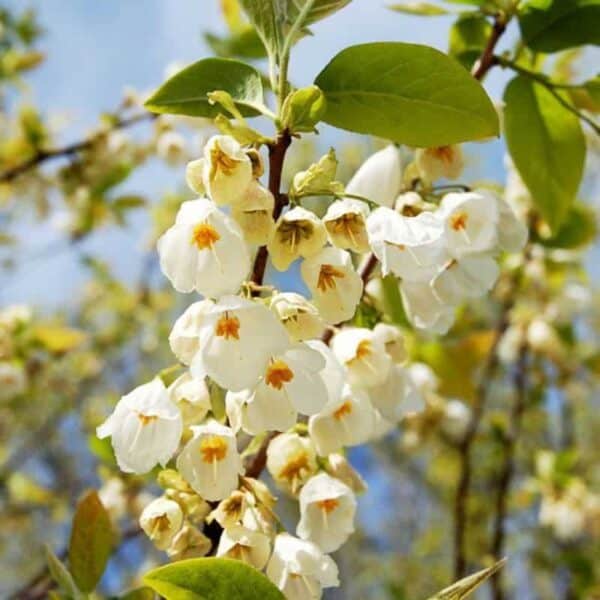 24 Stunning Ornamental Flowering Trees For Illinois