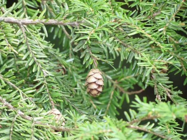 25 Common Types of Trees Native to Maryland (Grow or Admire)