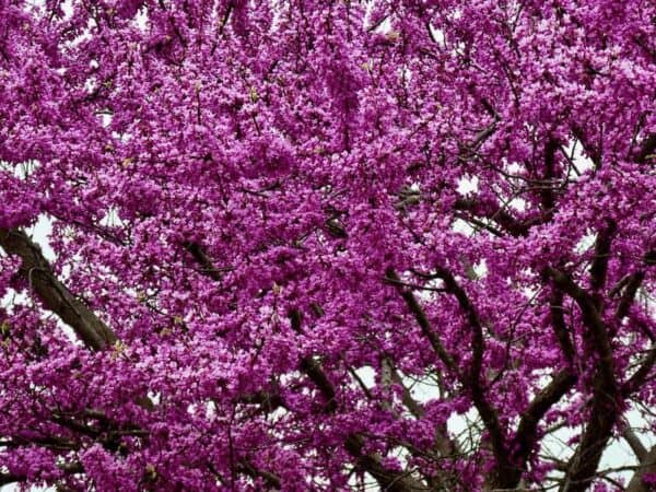 25 Common Types of Trees Native to Maryland (Grow or Admire)