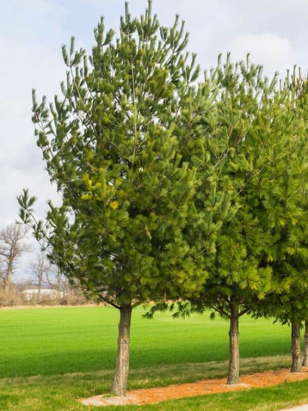 22 Common Native Illinois Tree Types to Admire or Plant