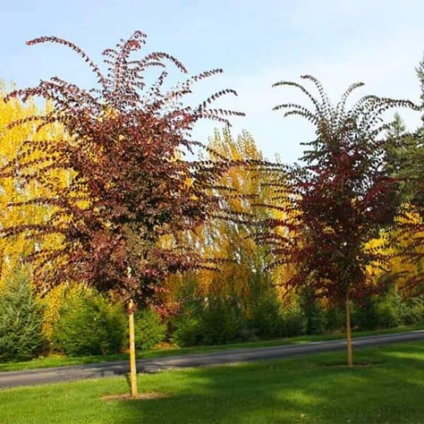 10 Best Trees in Central Florida for Landscapes & Gardens