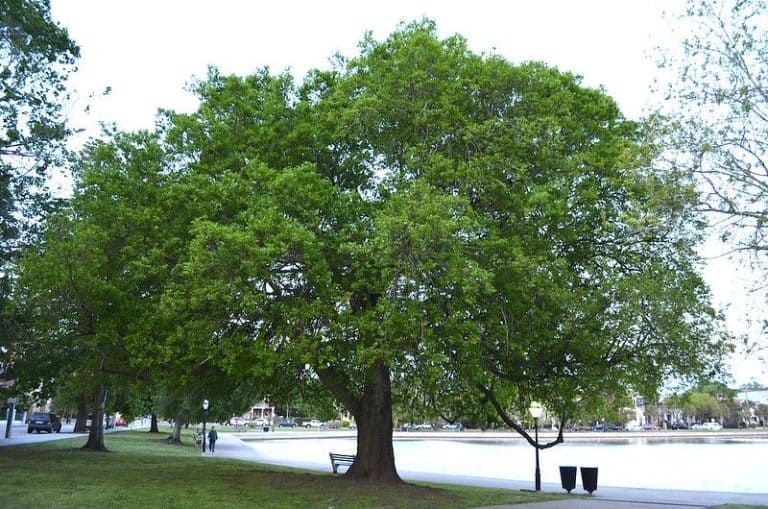 7 Shade Trees to Consider if You Live in USDA Zone 8