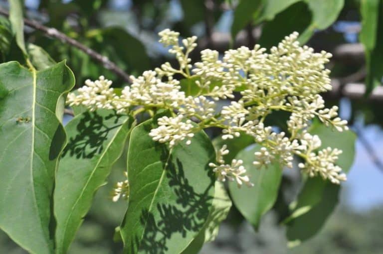 20 Stunning Flowering Trees to Grow in Tennessee