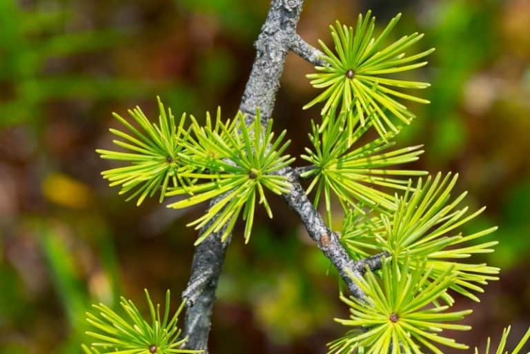 22 Common Native Illinois Tree Types to Admire or Plant