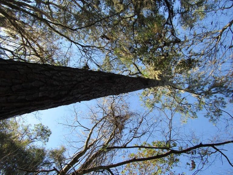 8 Different Types of Pine Trees That Grow in Illinois