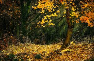 25 Common Types of Trees Native to Maryland (Grow or Admire)