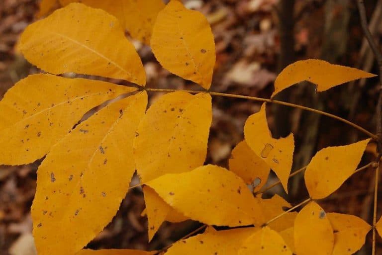 22 Common Native Illinois Tree Types to Admire or Plant