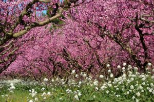 25 Flowering Trees in Texas to Brighten Up Your Garden