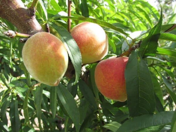12 Best Varieties of Fruit Trees to Grow in Illinois