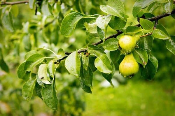 12 Fruit Trees to Grow in Maryland (for Bountiful Harvests)