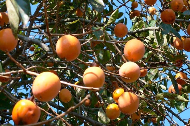 12 Fruit Trees to Grow in Maryland (for Bountiful Harvests)