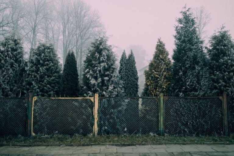 25 Common Types of Trees Native to Maryland (Grow or Admire)
