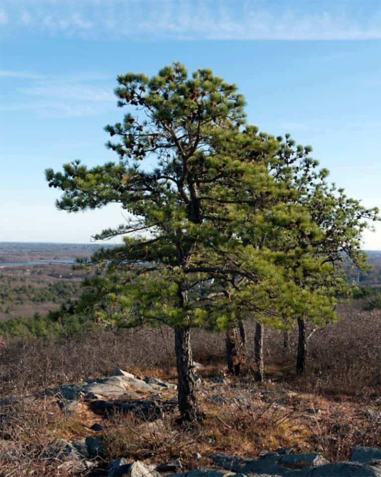 8 Different Types of Pine Trees That Grow in Illinois