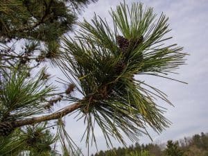 8 Different Types of Pine Trees That Grow in Illinois