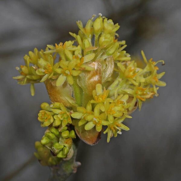 24 Stunning Ornamental Flowering Trees For Illinois