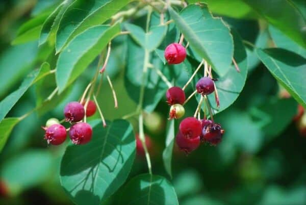 12 Fruit Trees to Grow in Maryland (for Bountiful Harvests)