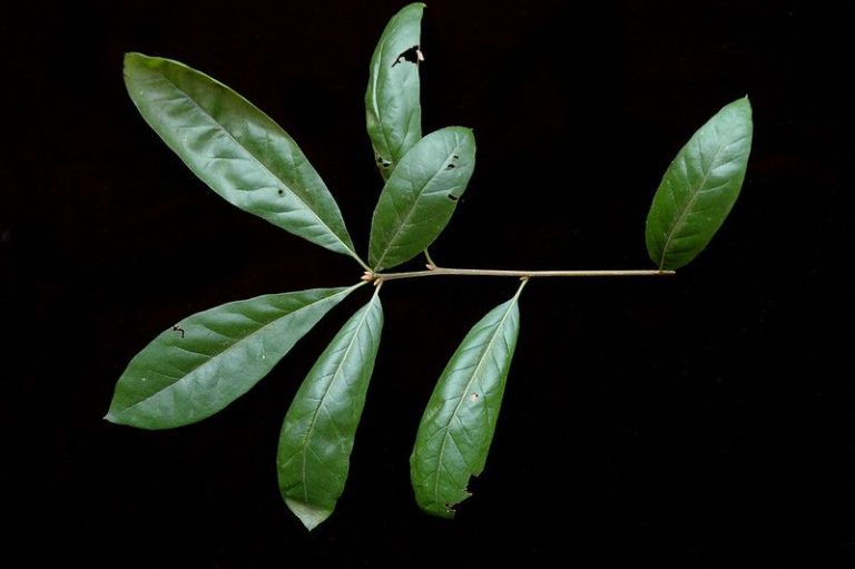 16 Majestic Oak Trees That Thrive in Illinois