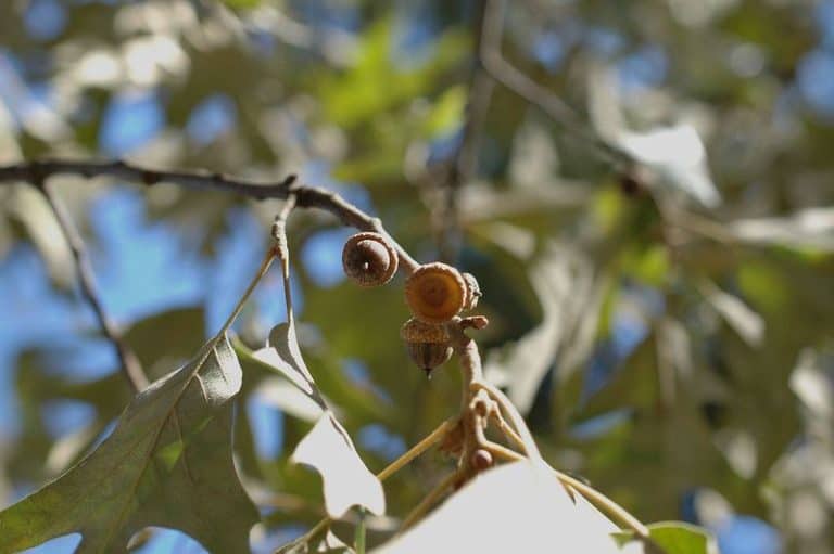 16 Majestic Oak Trees That Thrive in Illinois