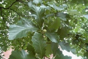 16 Majestic Oak Trees That Thrive in Illinois