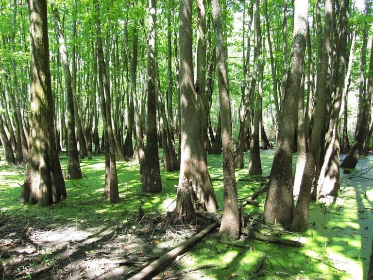25 Common Types of Trees Native to Maryland (Grow or Admire)