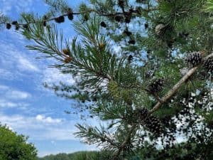 8 Different Types of Pine Trees That Grow in Illinois