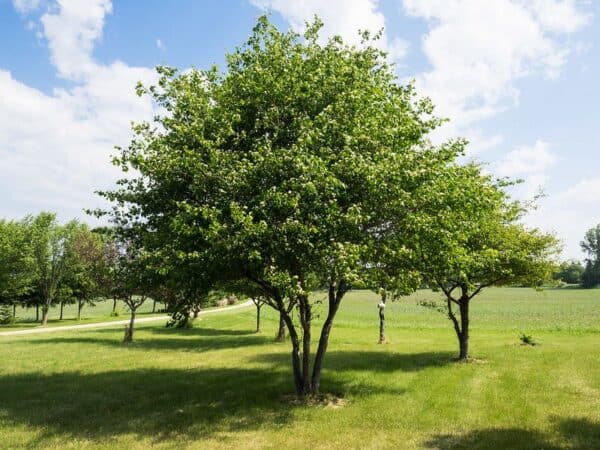22 Common Native Illinois Tree Types to Admire or Plant