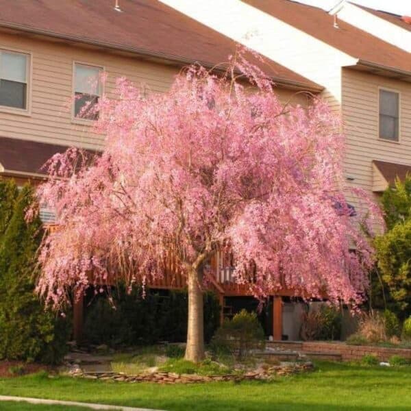24 Stunning Ornamental Flowering Trees For Illinois