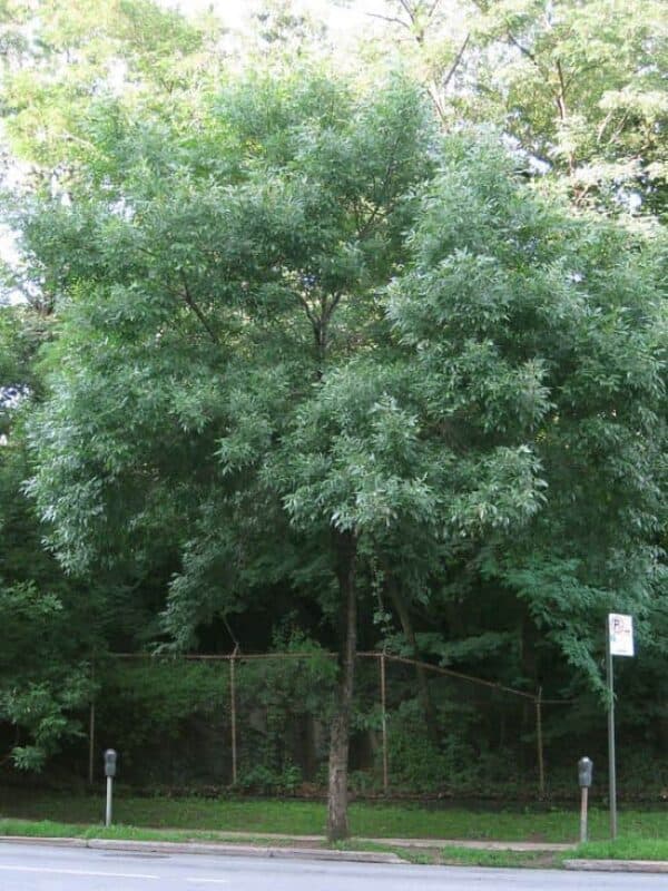 25 Common Types of Trees Native to Maryland (Grow or Admire)