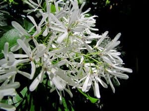 25 Common Types of Trees Native to Maryland (Grow or Admire)