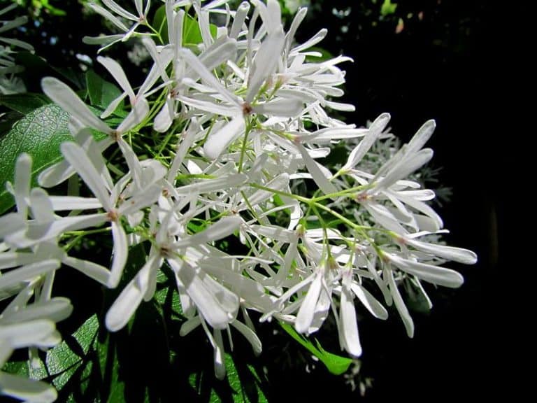 25 Common Types of Trees Native to Maryland (Grow or Admire)