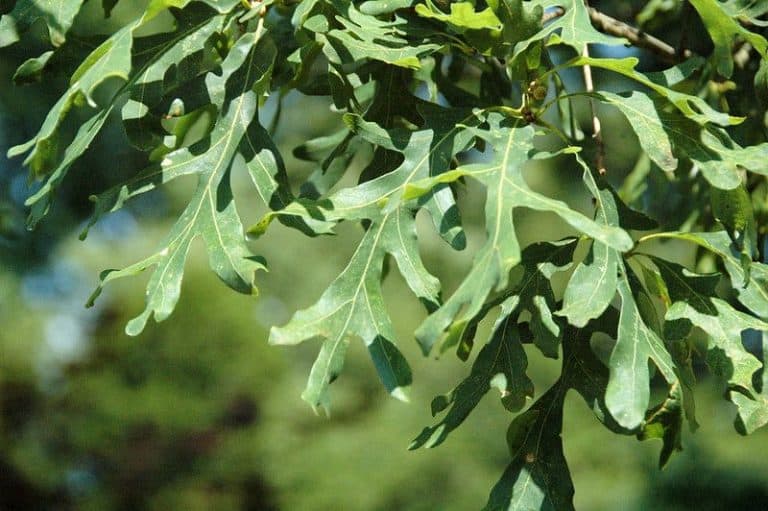 22 Common Native Illinois Tree Types to Admire or Plant