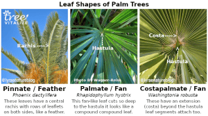 30 Different Types of Palm Trees & Their Identifying Features