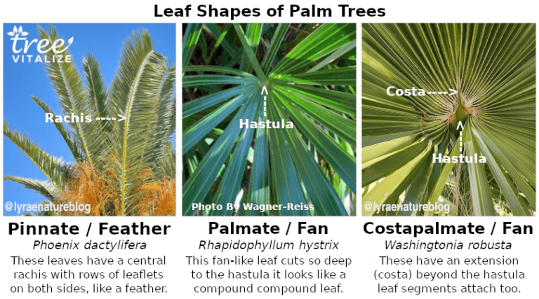 30 Different Types Of Palm Trees And Their Identifying Features