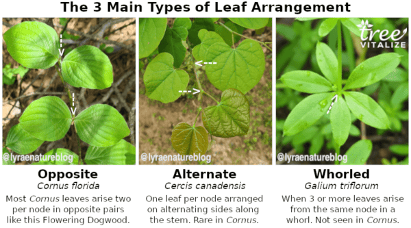 21 Different Types of Dogwood Trees & Their Identifying Features