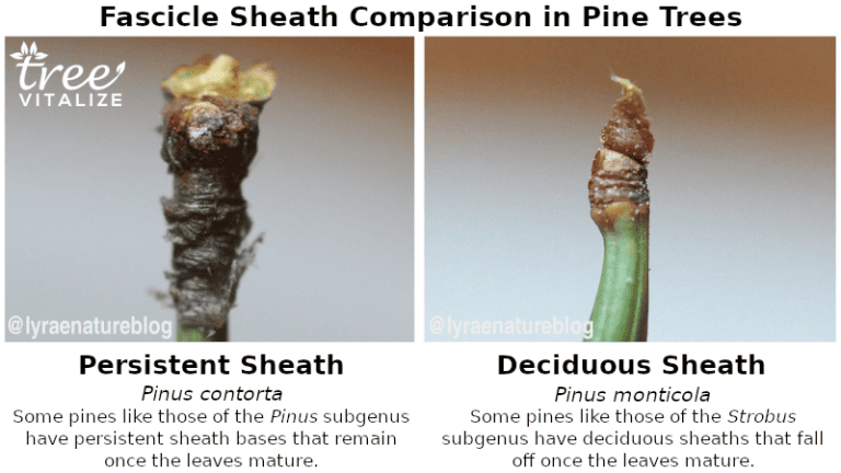 38 Different Types of Pine Trees & Their Identifying Features