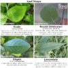 21 Different Types of Dogwood Trees & Their Identifying Features