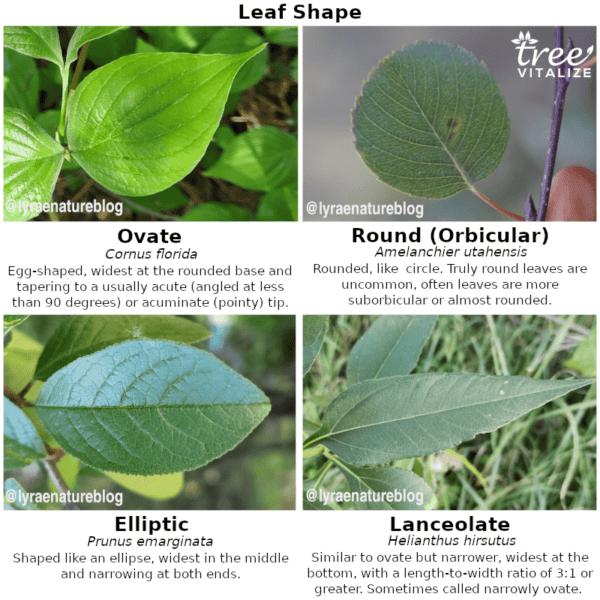 21 Different Types of Dogwood Trees & Their Identifying Features
