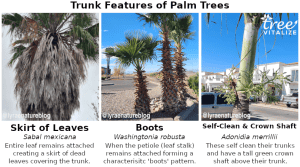 30 Different Types of Palm Trees & Their Identifying Features