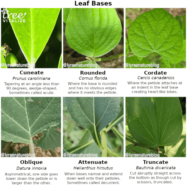 21 Different Types of Dogwood Trees & Their Identifying Features