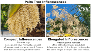 30 Different Types of Palm Trees & Their Identifying Features