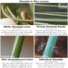 38 Different Types of Pine Trees & Their Identifying Features
