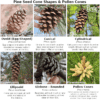 38 Different Types of Pine Trees & Their Identifying Features