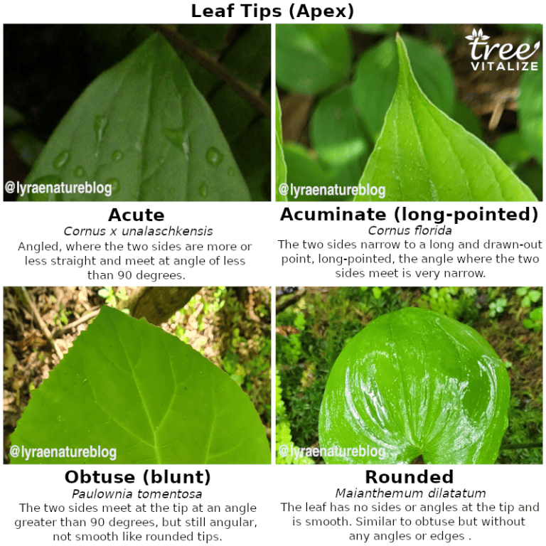 21 Different Types of Dogwood Trees & Their Identifying Features