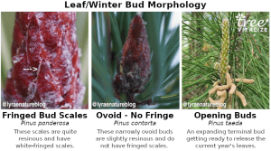 38 Different Types of Pine Trees & Their Identifying Features