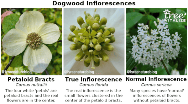 21 Different Types of Dogwood Trees & Their Identifying Features