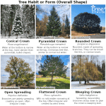 38 Different Types of Pine Trees & Their Identifying Features