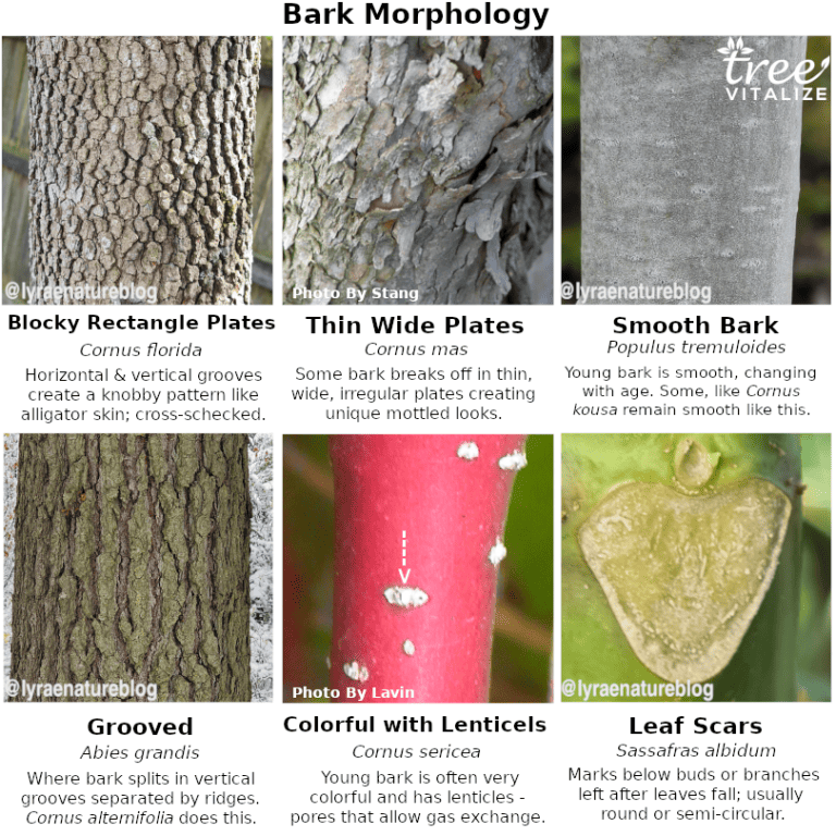21 Different Types of Dogwood Trees & Their Identifying Features