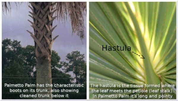 30 Different Types of Palm Trees & Their Identifying Features