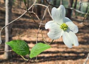 22 Common Native Illinois Tree Types to Admire or Plant