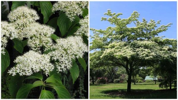 21 Different Types of Dogwood Trees & Their Identifying Features